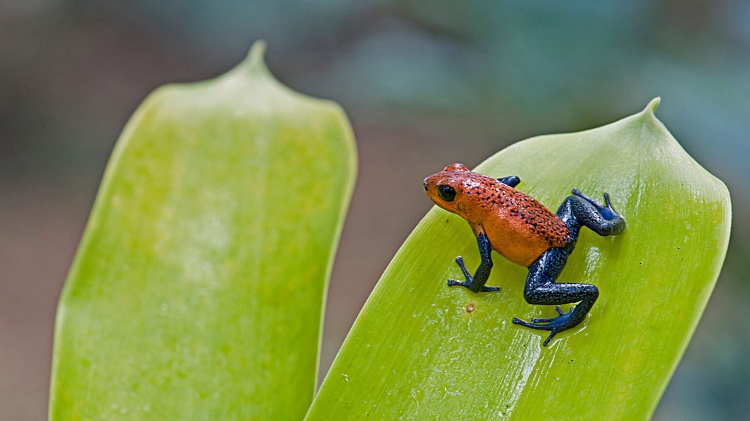 Blue Jeans frog – costaricaspecies.com